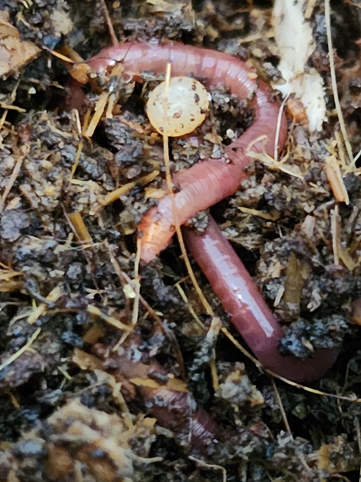 Starting a new worm composter. – This is where it starts